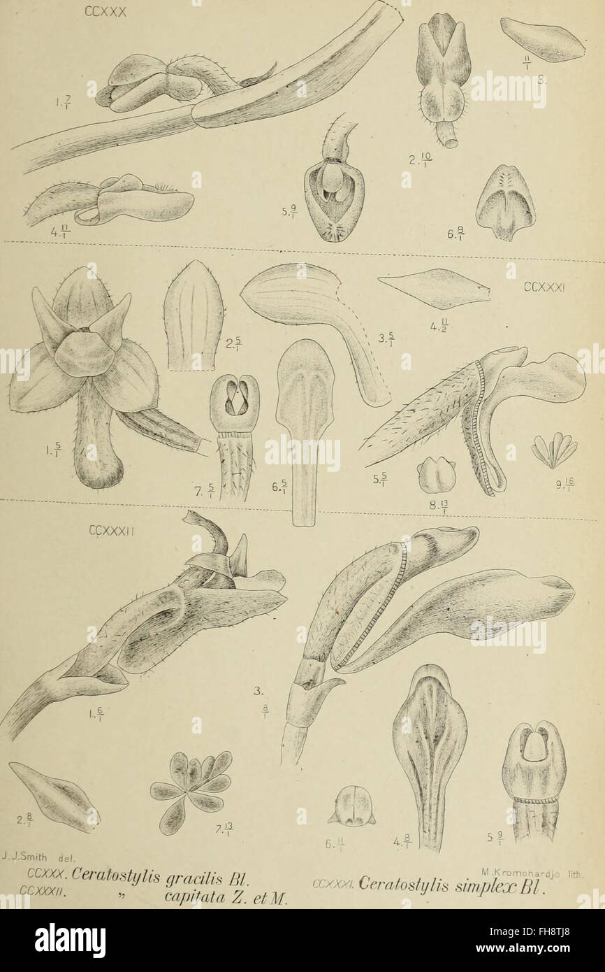 The Orchids of Java (1905), Orchid species, Tropical plants, Botanical ...