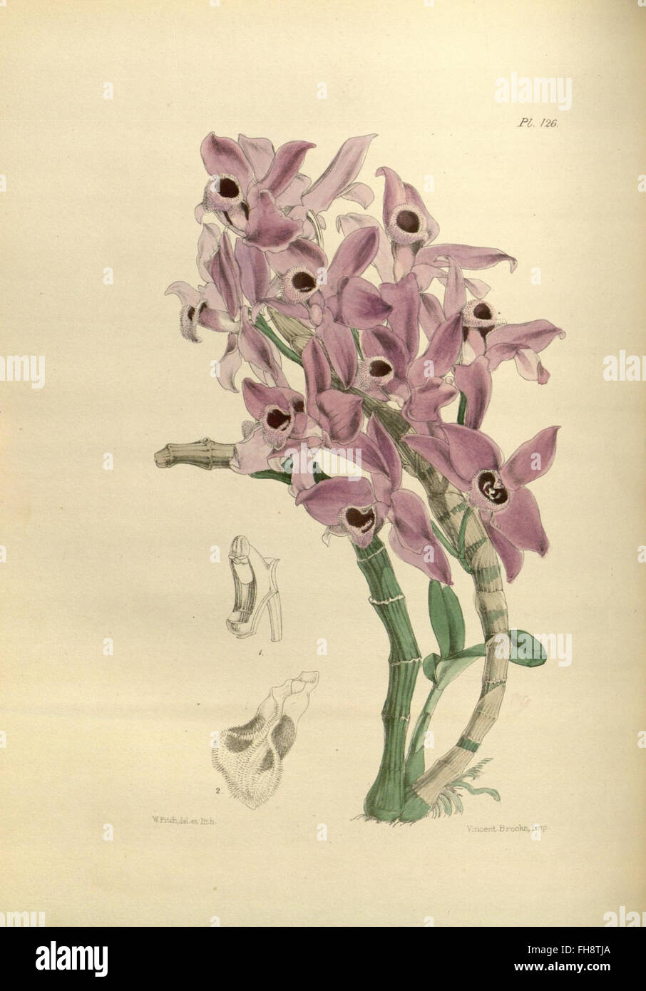 A botanical work detailing the various species of orchids, featuring ...