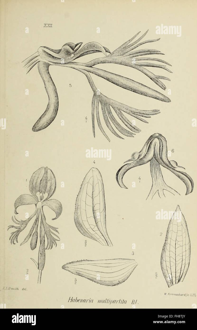 A 1905 study on the orchids of Java, documenting species native to the ...