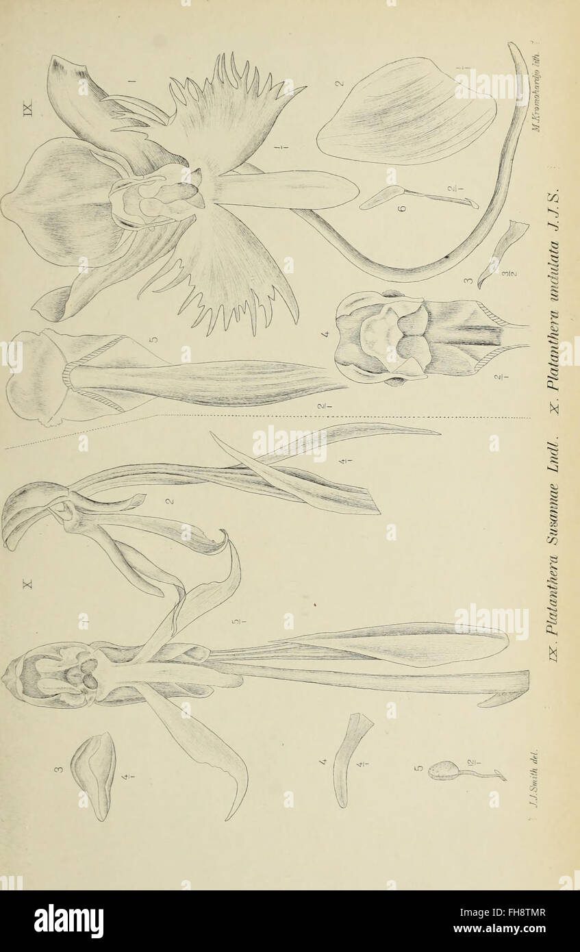 The orchids of Java Stock Photo - Alamy