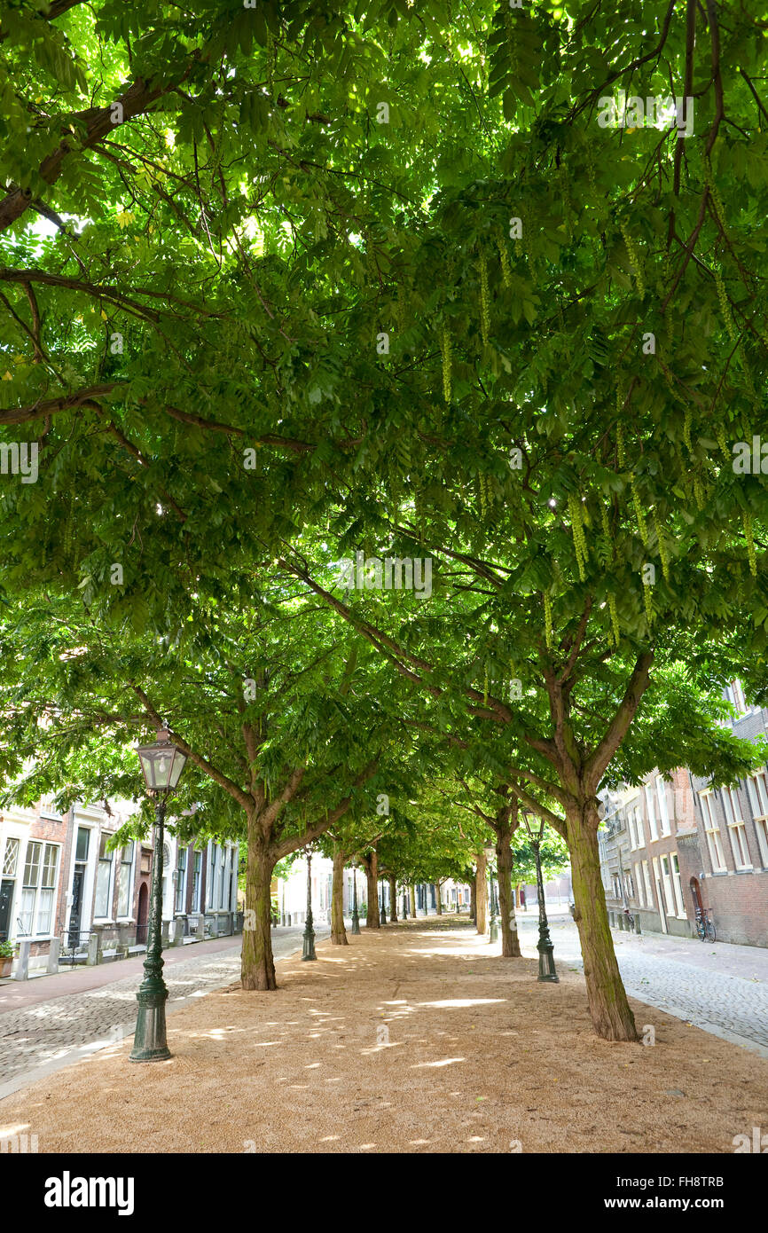 Avenue of trees hi-res stock photography and images - Alamy