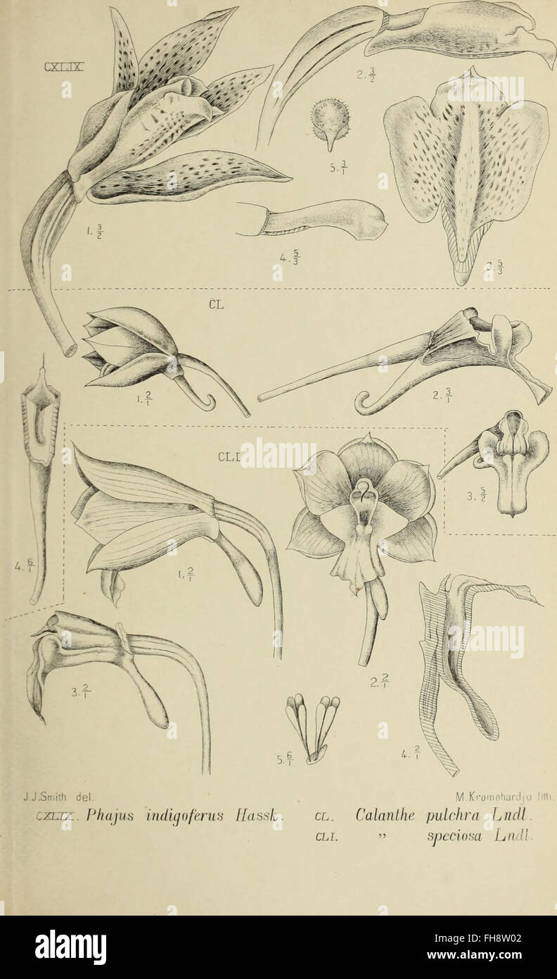 An in-depth study of the diverse species of orchids native to Java ...