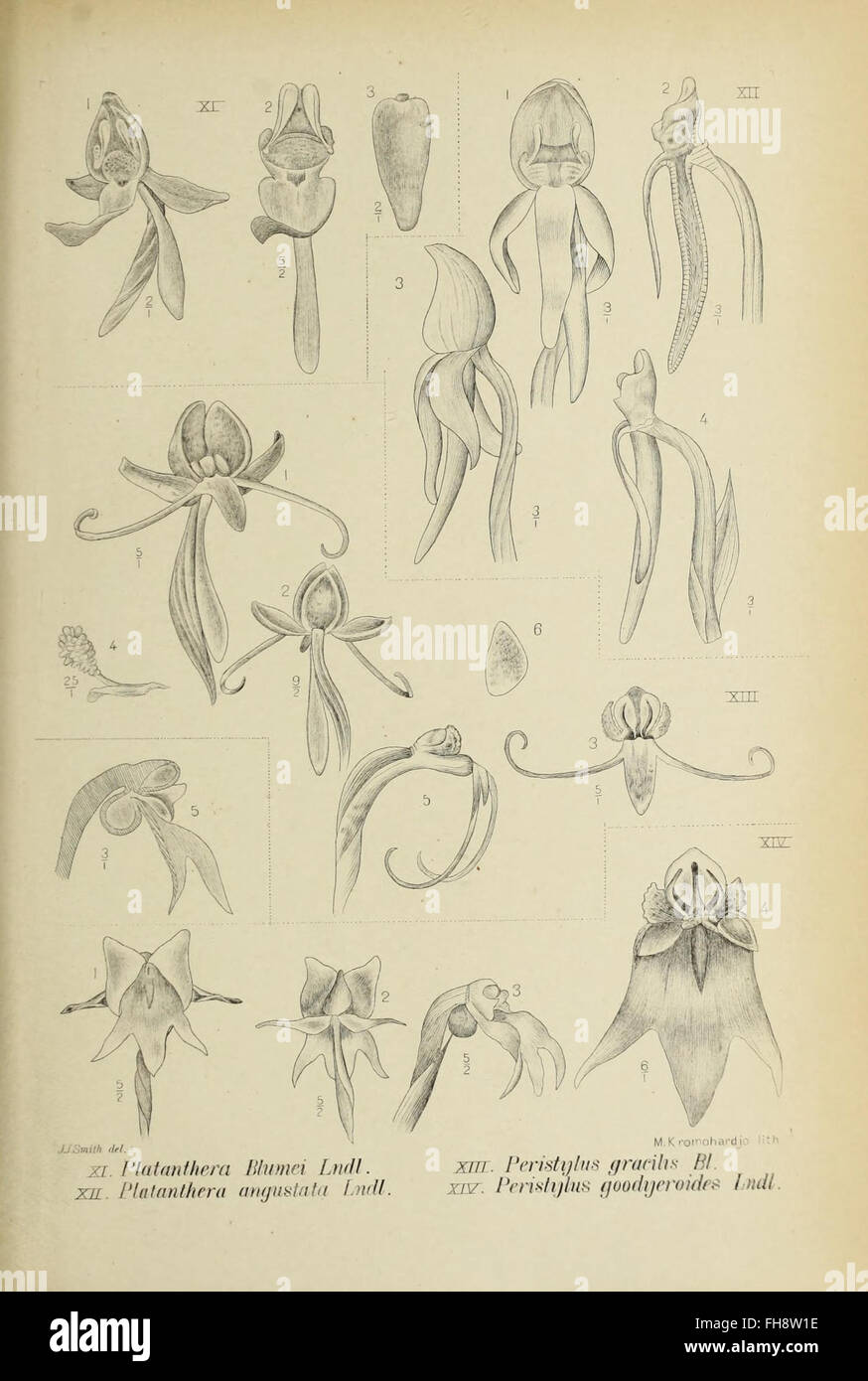 Die Orchideen von Java - fig Stock Photo - Alamy