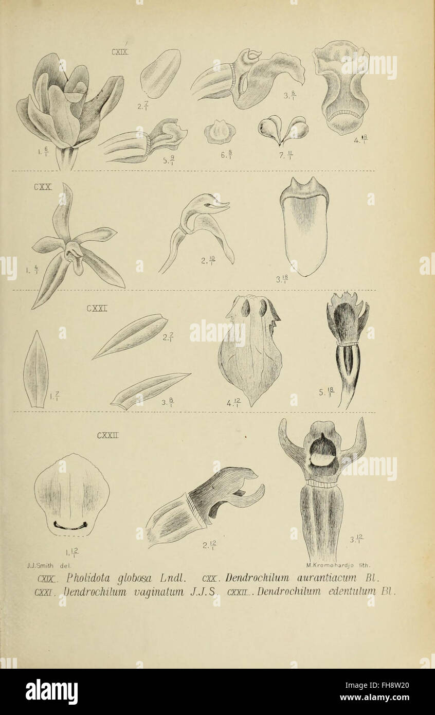 Orchids of Java - fig. 1 Stock Photo - Alamy