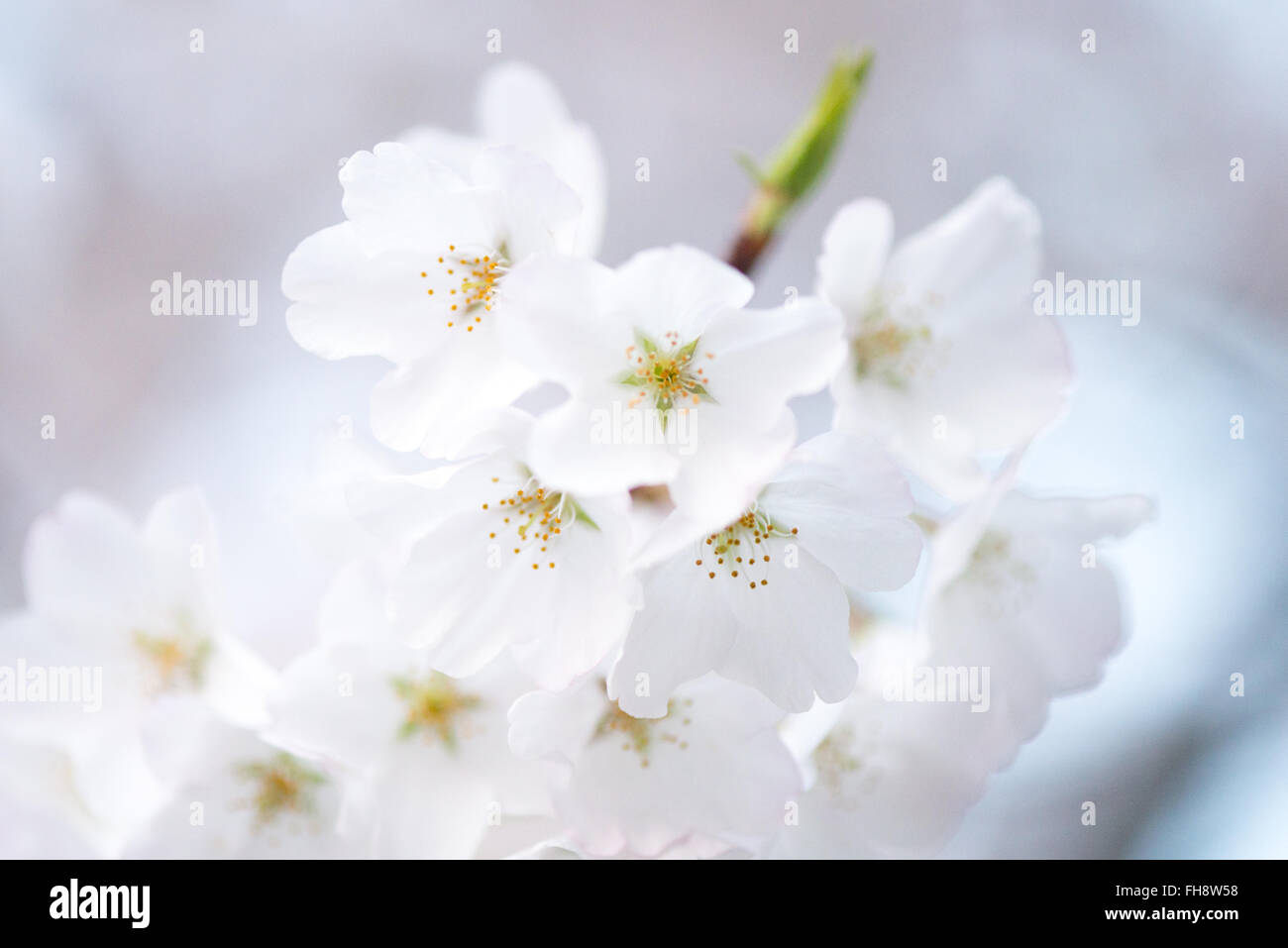 National cherry blossom fest hi-res stock photography and images - Alamy
