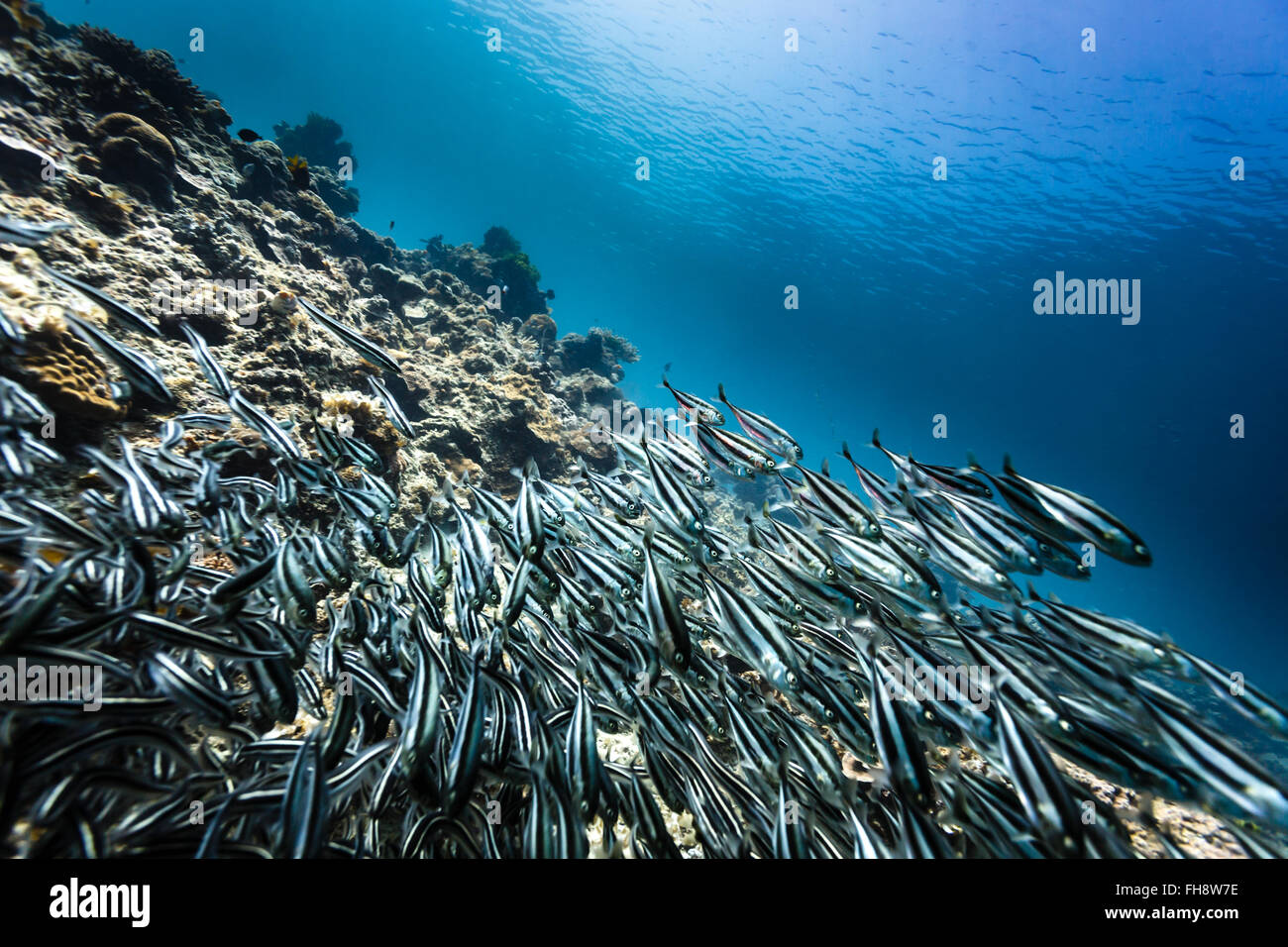 School of fish on coral reef in Philippines Stock Photo - Alamy
