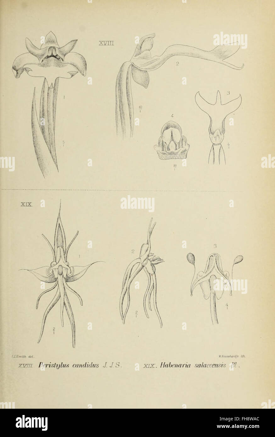 Die Orchideen von Java - fig., Harvard University Botany Libraries ...