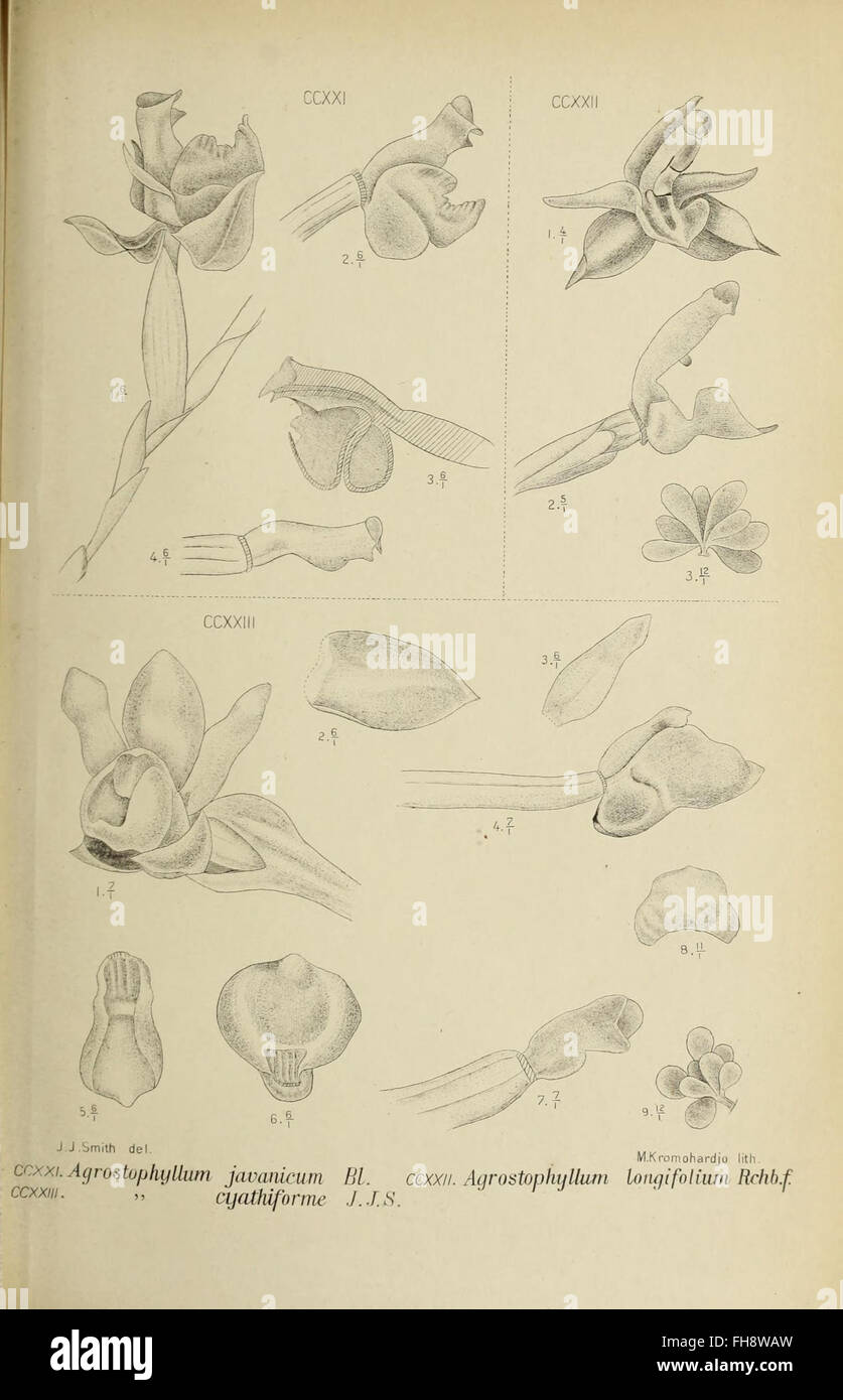 The Orchids of Java, illustrated by figure 2, a botanical work housed ...
