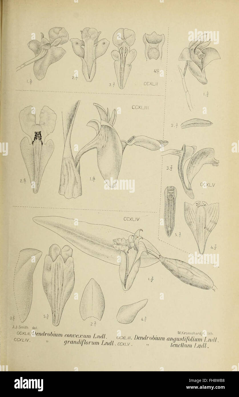 Die Orchideen von Java - fig. 2, a botanical illustration of orchids ...
