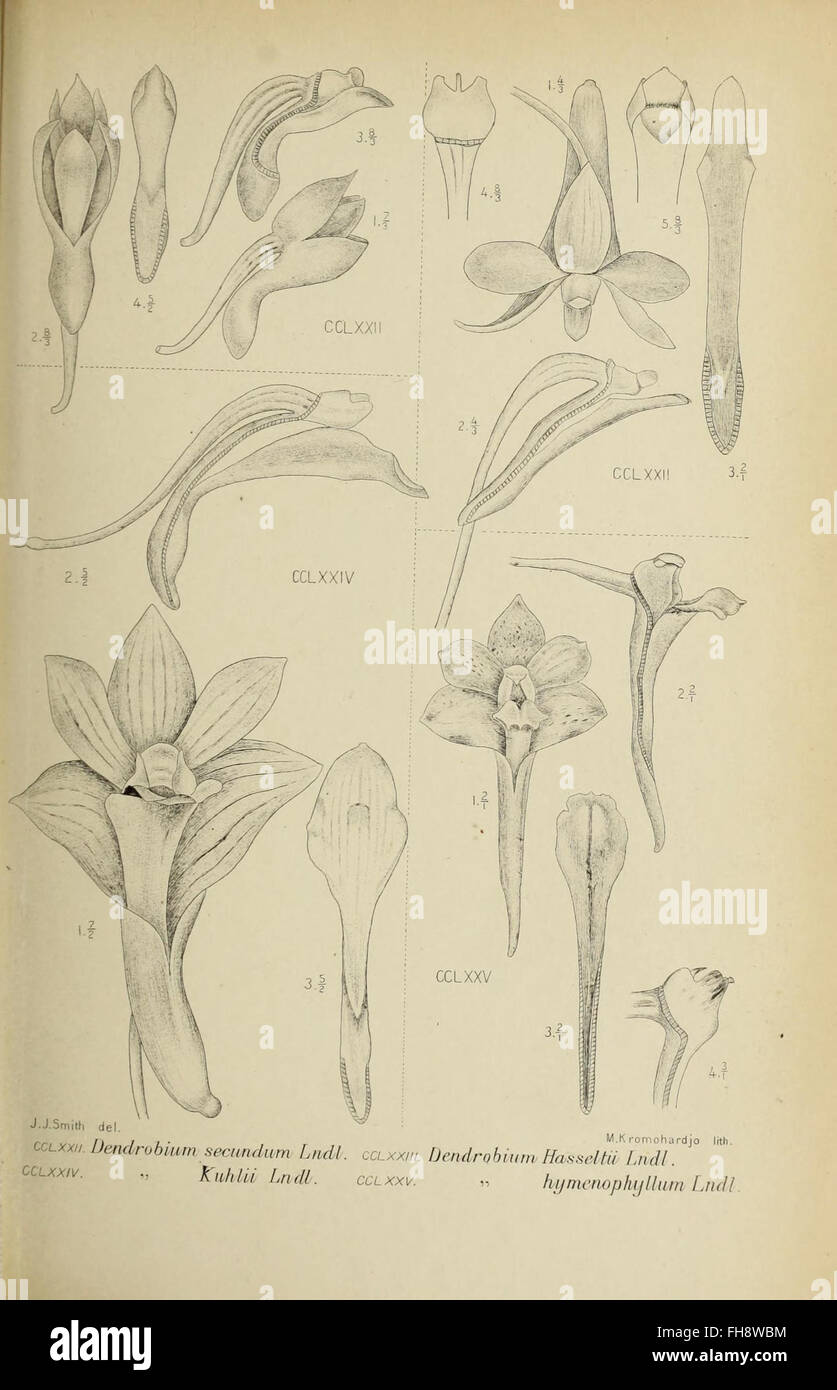 The Orchids of Java is a botanical work focusing on the diverse orchid ...