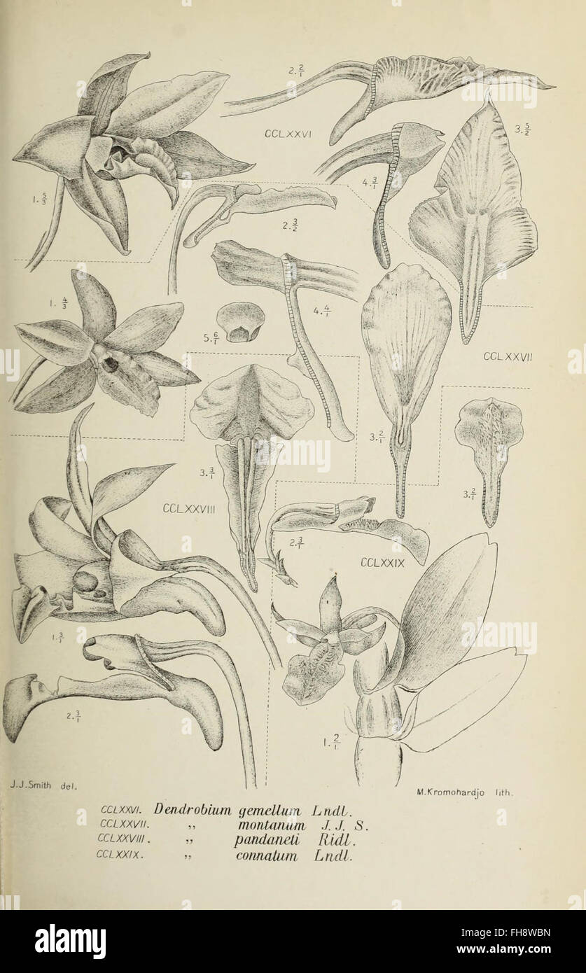 An illustrated botanical work on the orchids of Java, with detailed ...