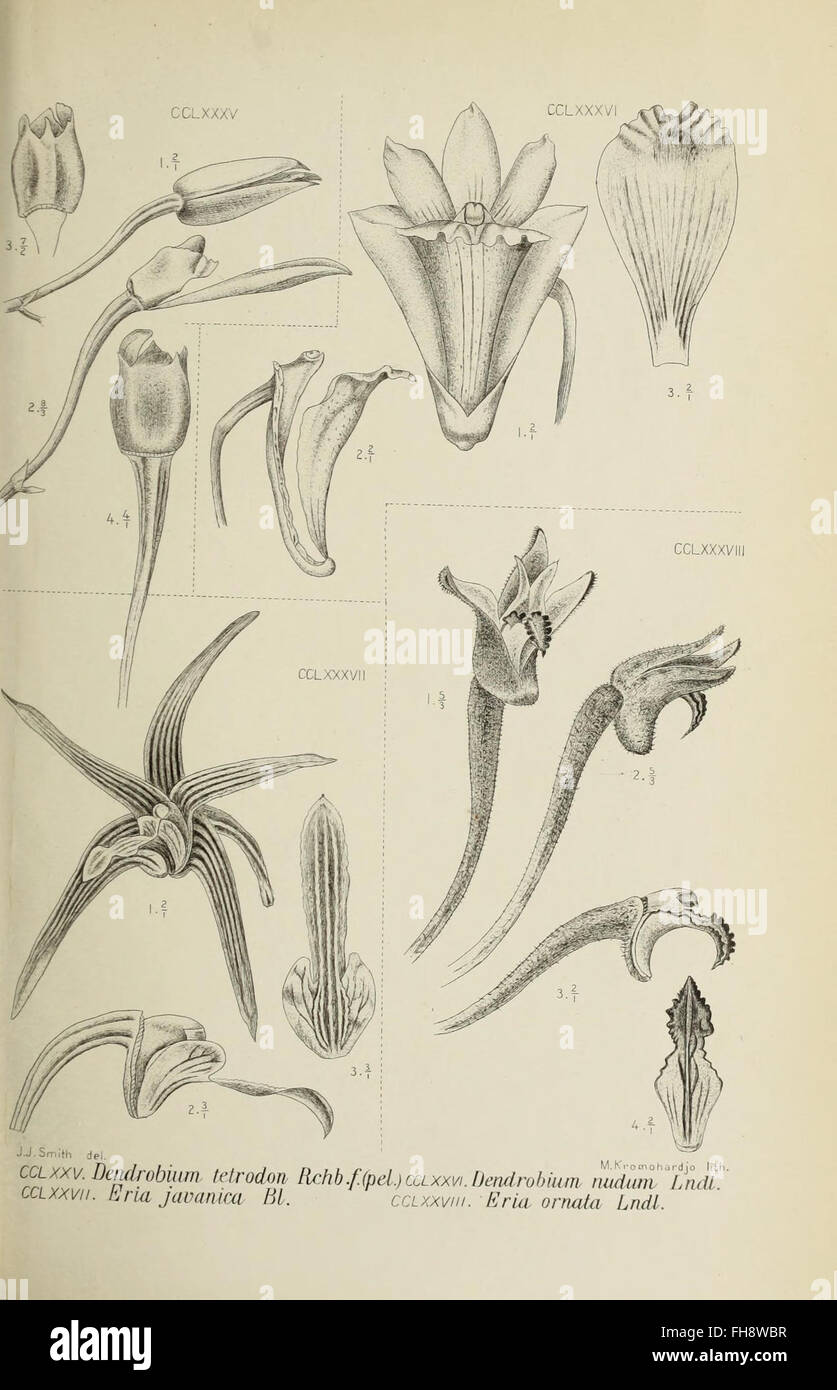 Harvard University Botany Libraries Indonesia Java Orchids Stock Photo ...