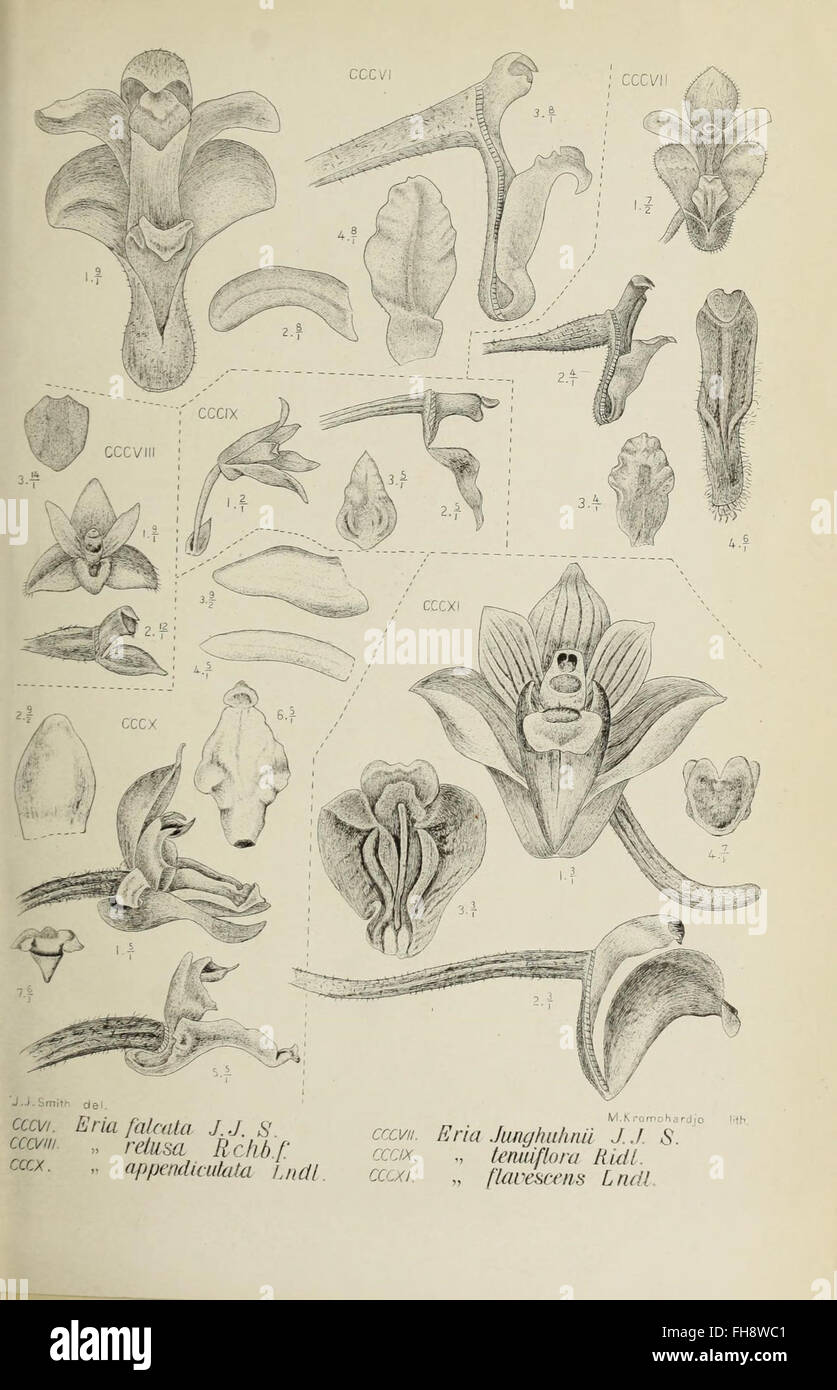 A botanical illustration from the Harvard University Botany Libraries ...
