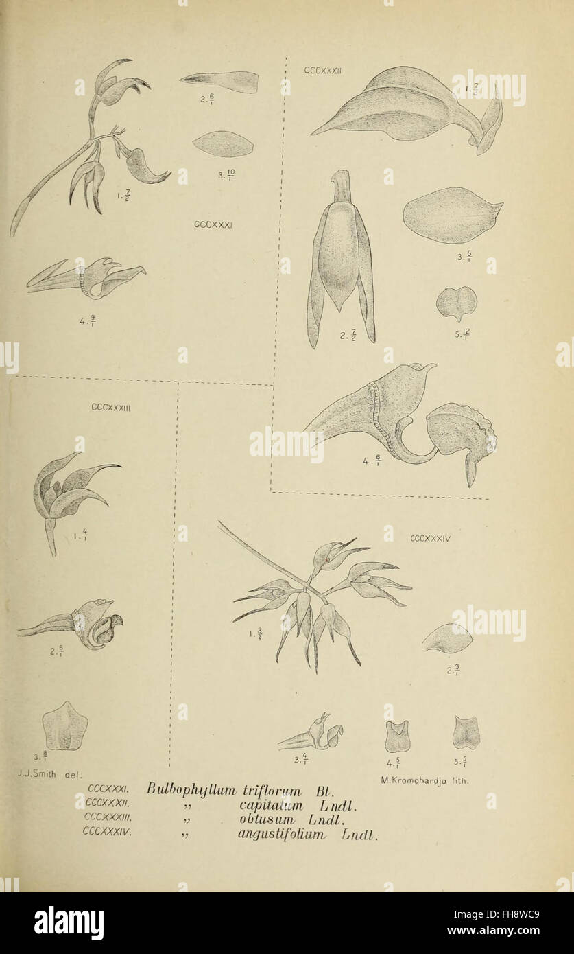 A botanical study on the orchids of Java, with an illustration included ...