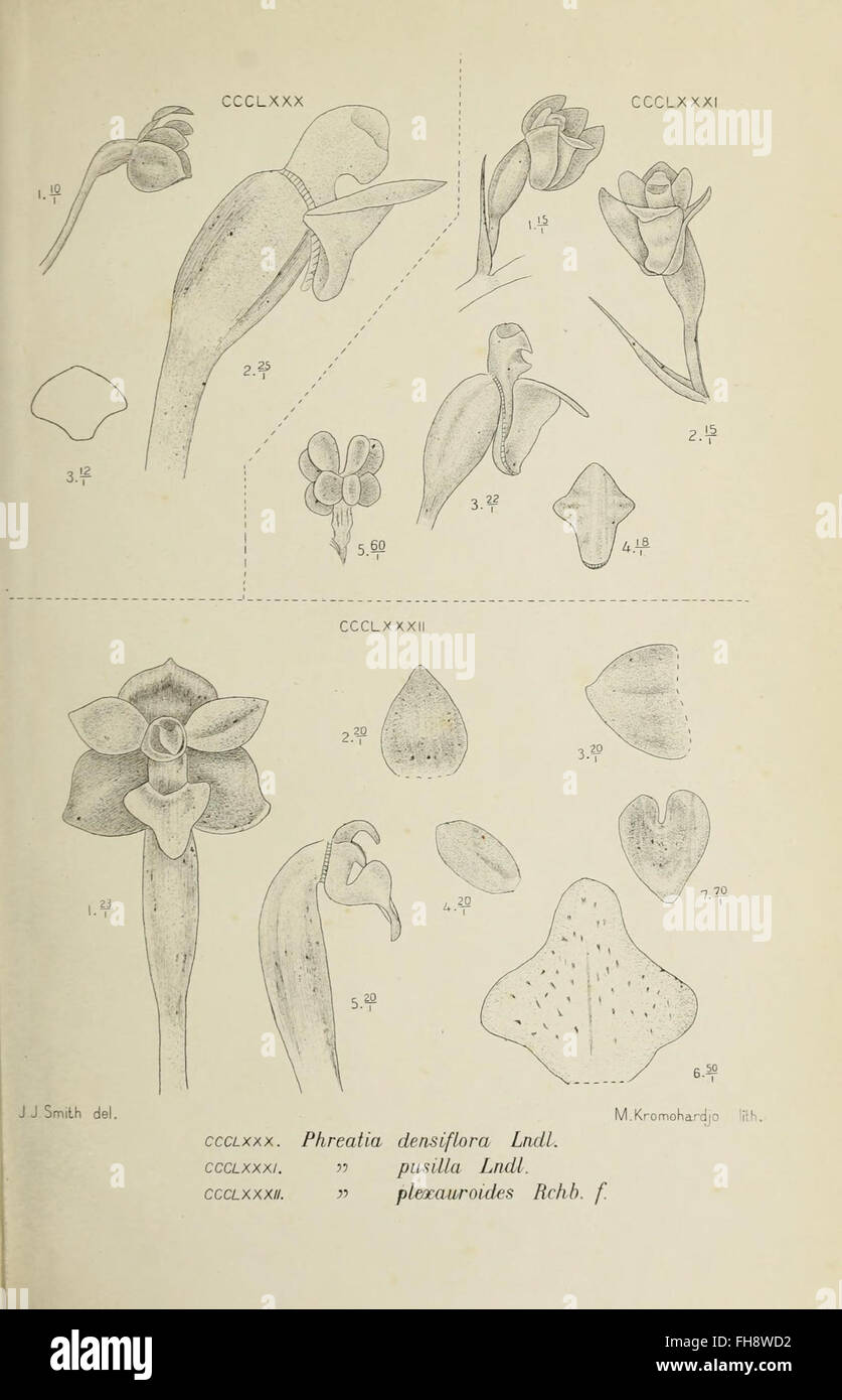 An illustration of orchids native to Java, showcasing the diversity and ...