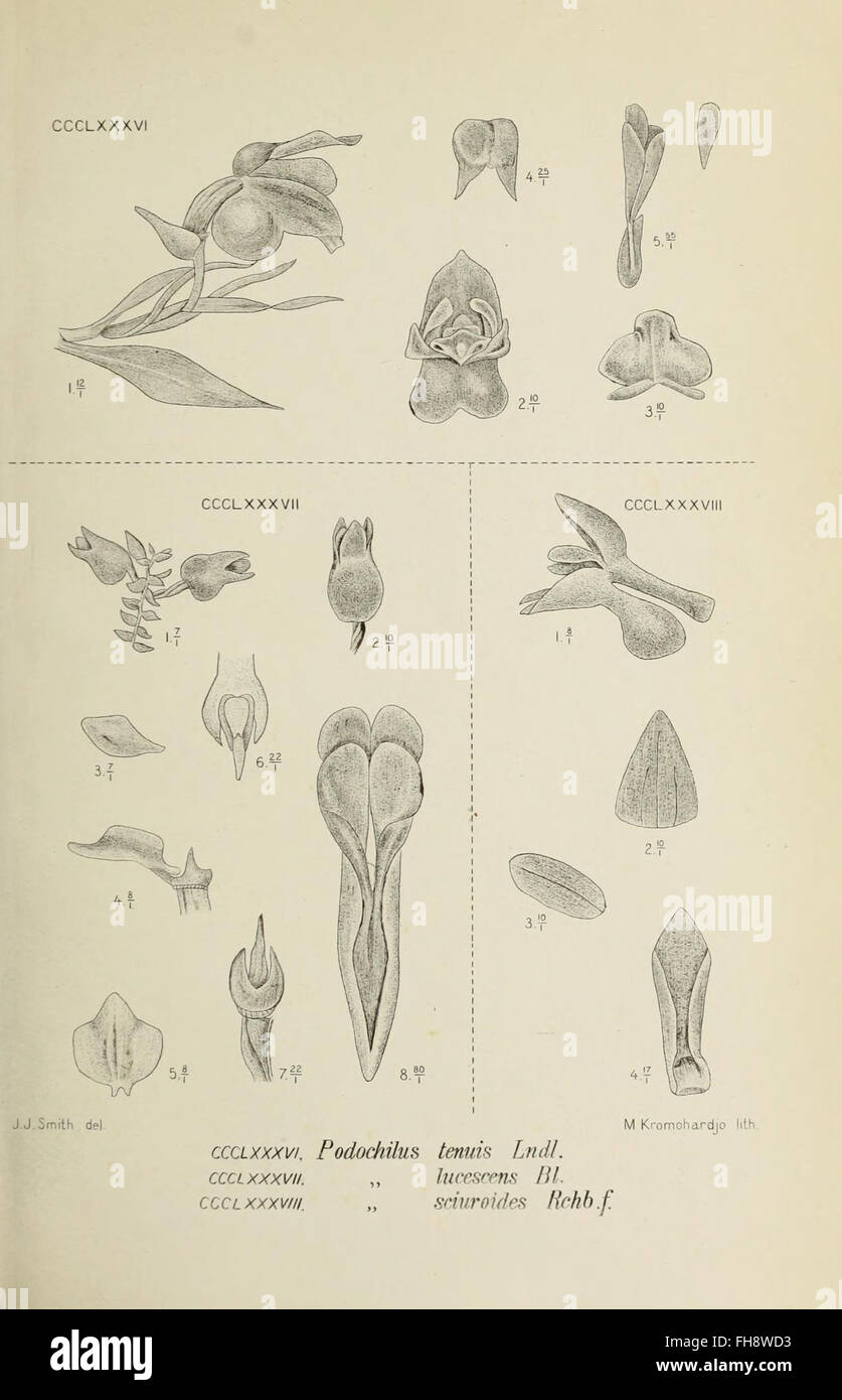 An illustration of orchids native to Java Stock Photo - Alamy