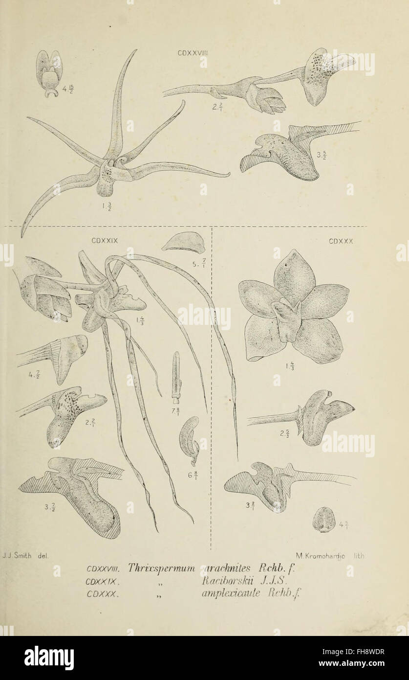 The Orchids of Java, Figure 4 Stock Photo - Alamy