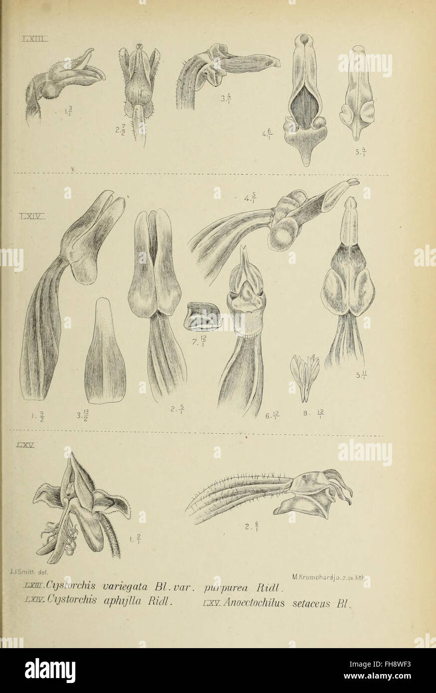 Die Orchideen von Java - fig Stock Photo - Alamy