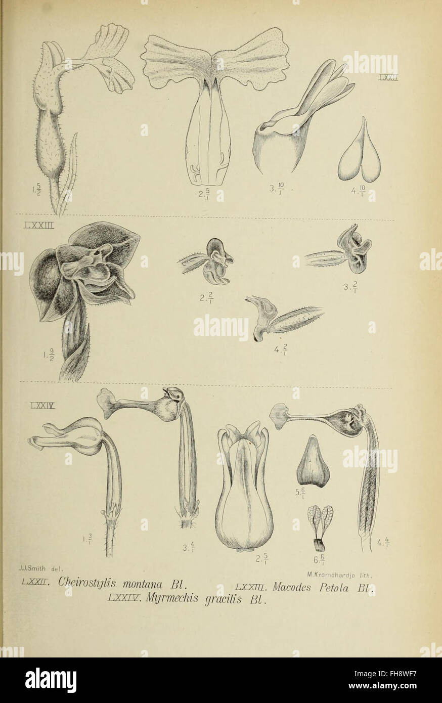 Die Orchideen von Java - fig Stock Photo - Alamy