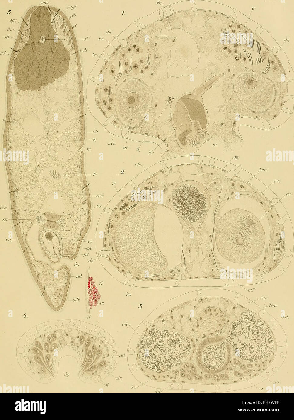 A detailed study on the organization and classification of Turbellaria ...