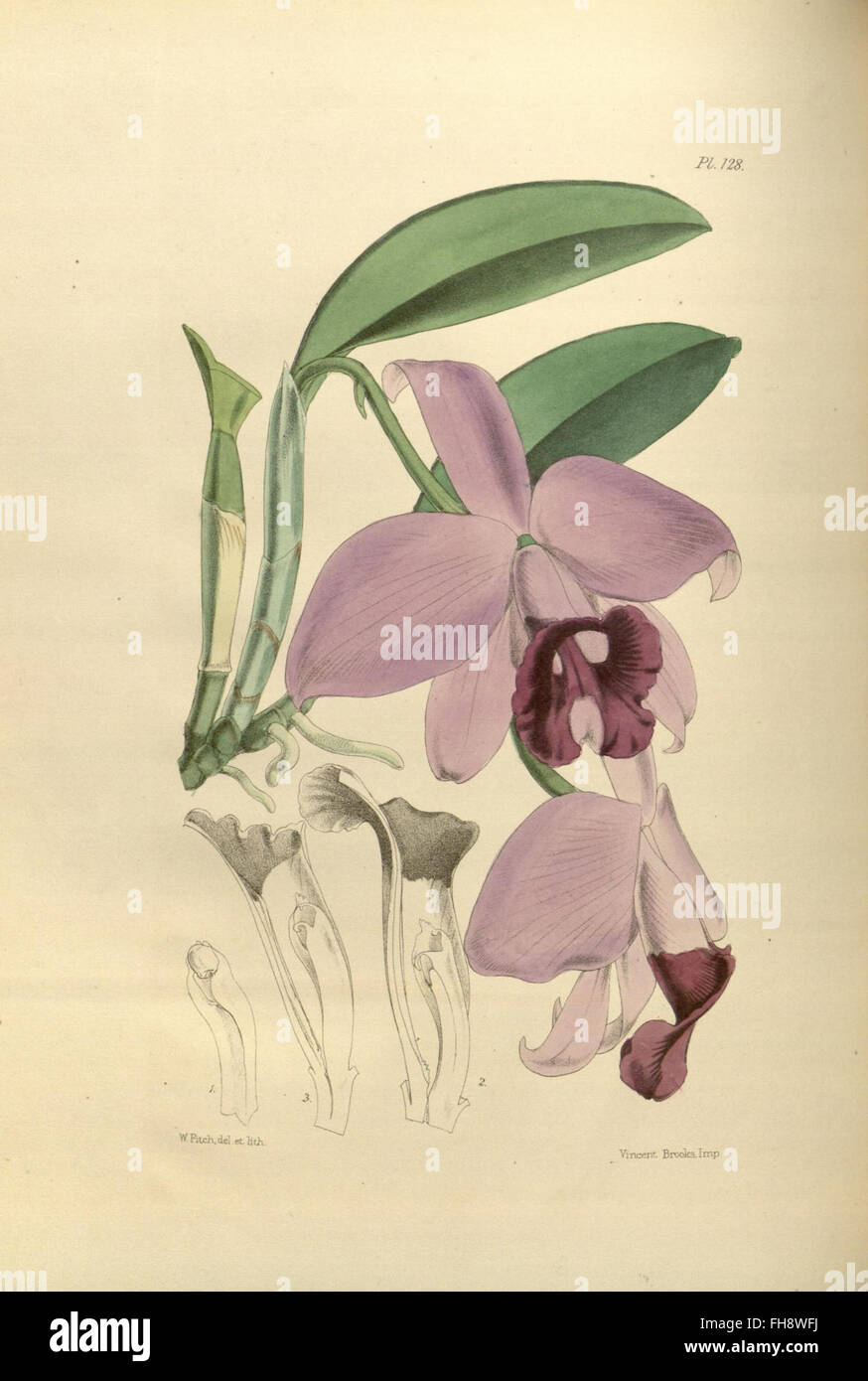 A botanical work on orchids, focusing on the discovery and ...