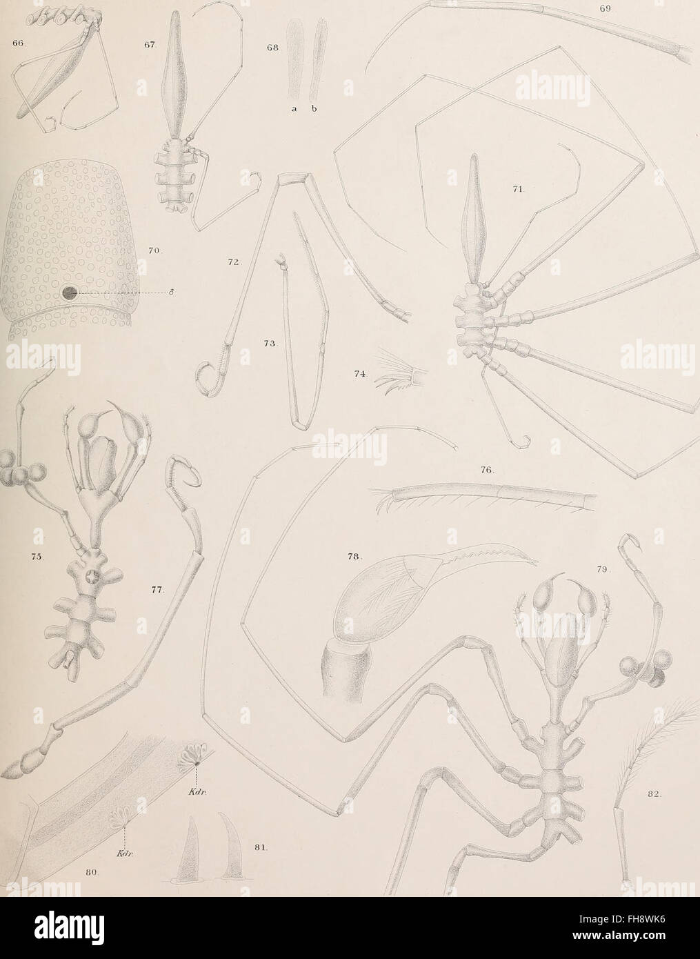 Scientific exploration of spiders hi-res stock photography and images ...