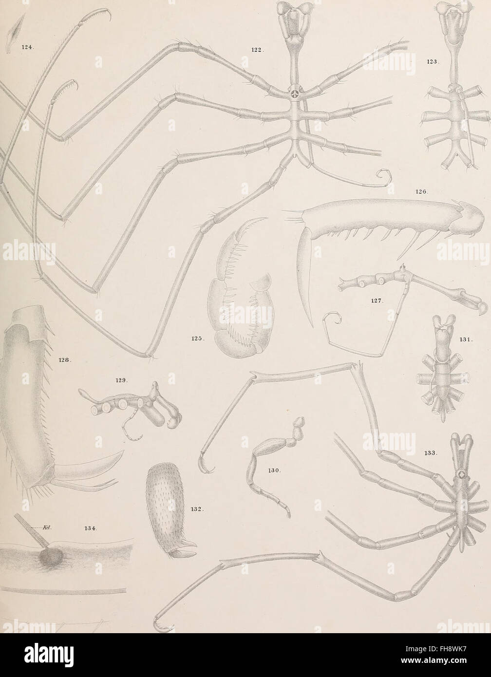 A study from the 1908 Siboga Expedition focusing on pantopod species ...