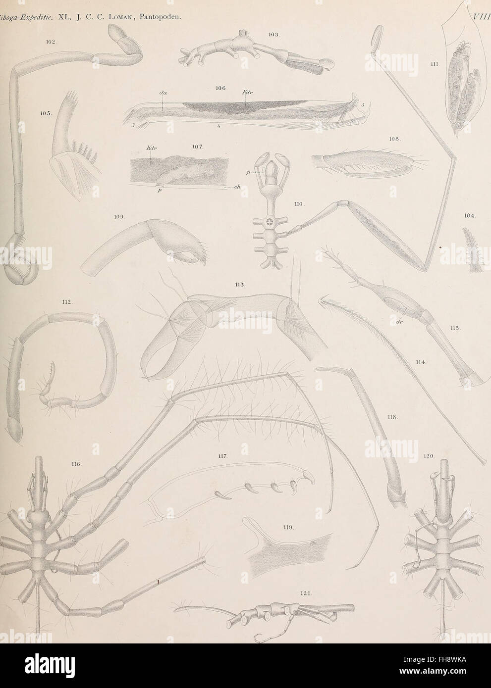 A 1908 study on Pantopoda (sea spiders) from the Siboga Expedition ...