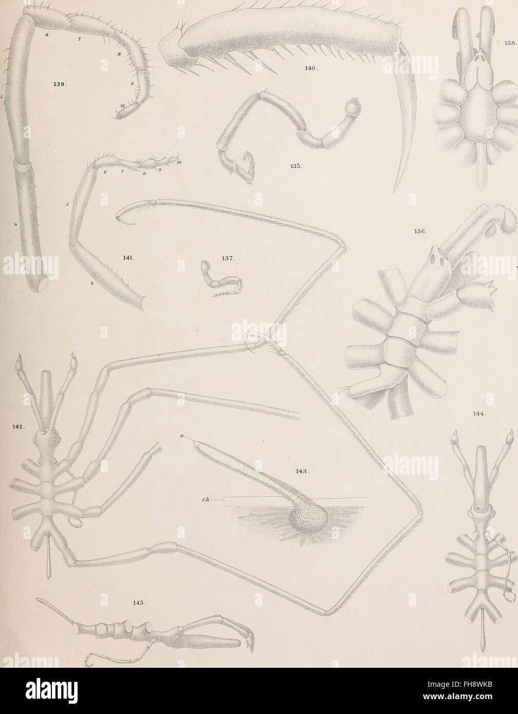 Die pantopoden der Siboga-expedition mit berC3BCcksichtigung der arten ...