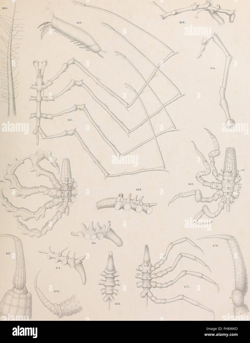 A 1908 study detailing the Pantopoda species (sea spiders) collected ...