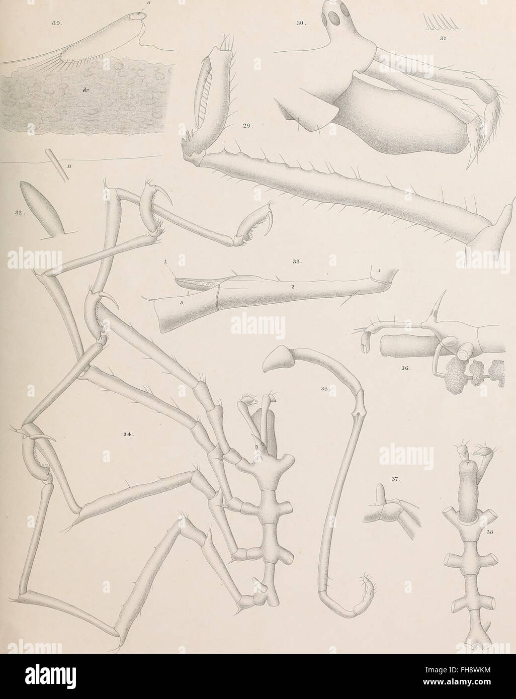 a 1908 scientific work on the Pantopoda collected during the Siboga expedition, including ...