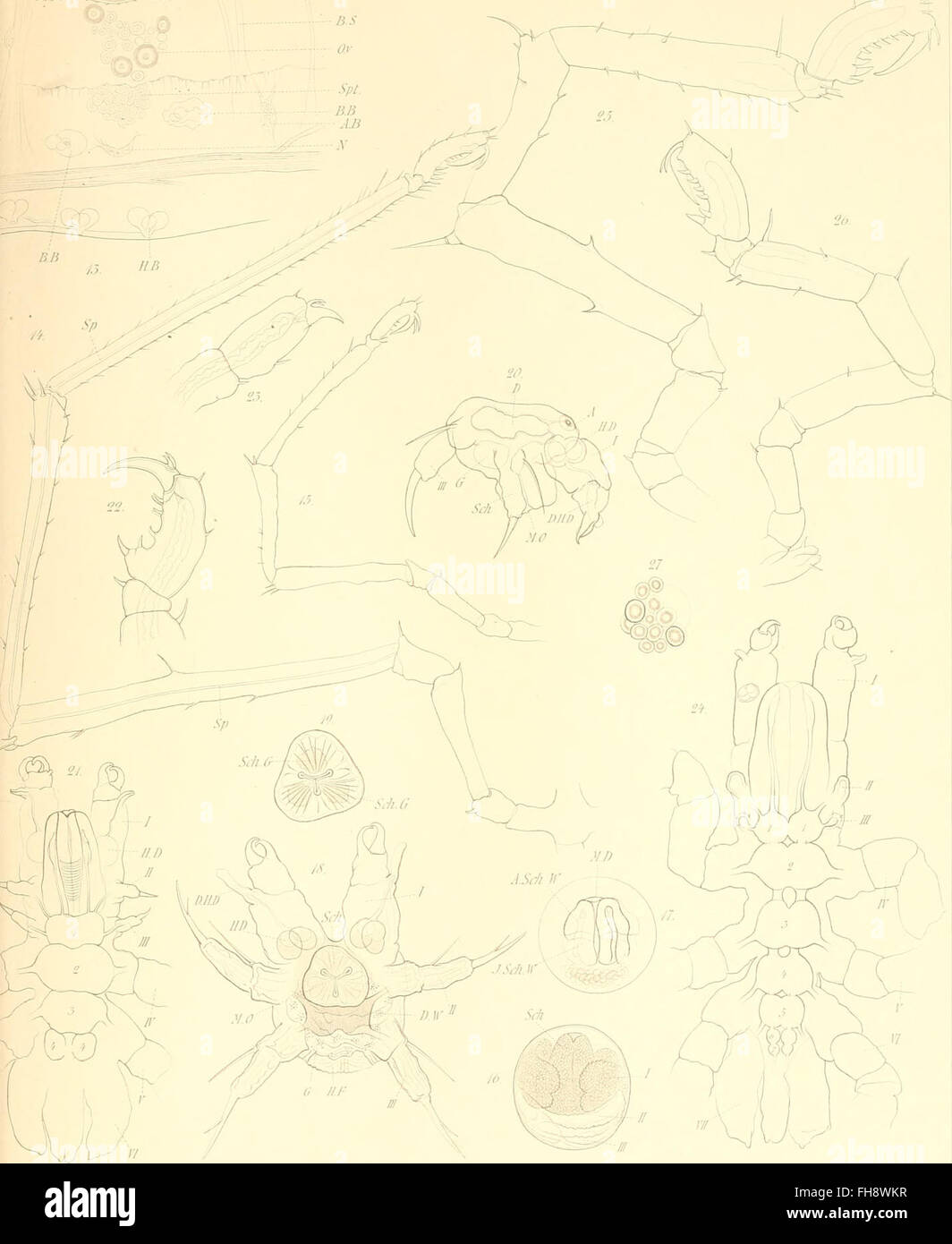 A 1881 work on the Pantopoda, or sea spiders, from the Gulf of Naples ...