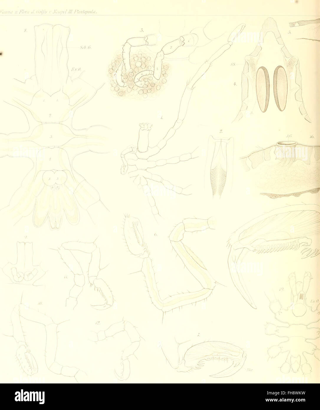 A study from 1881 on the pantopods (marine creatures) of the Gulf of ...