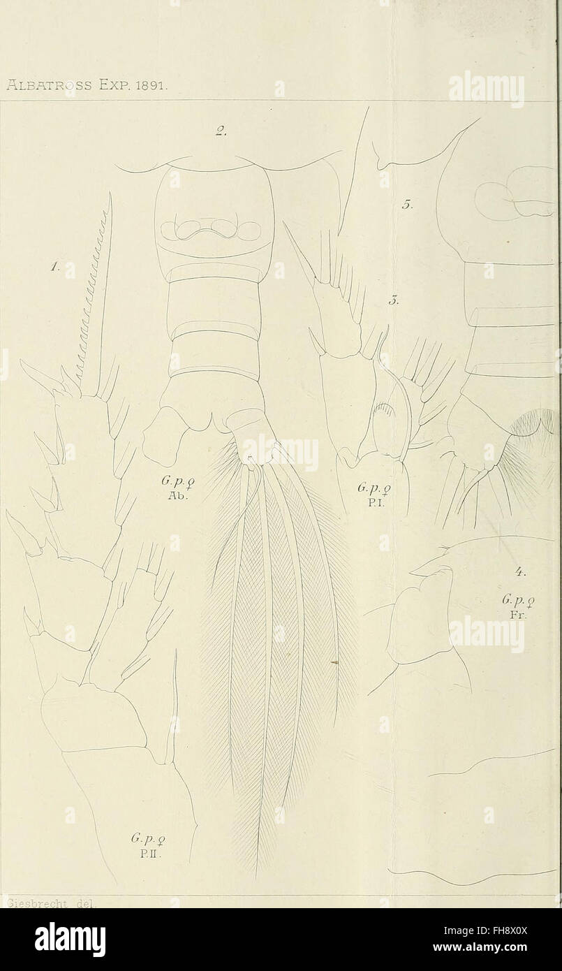 A scientific study of pelagic copepods, small crustaceans found in ...