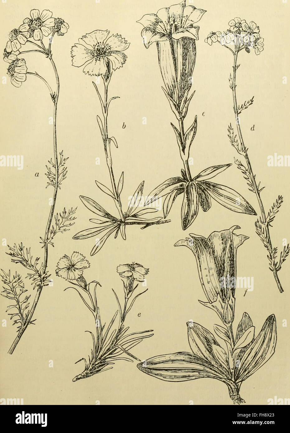 A 1914 work describing the plant cover of Austria-Hungary, based on ...
