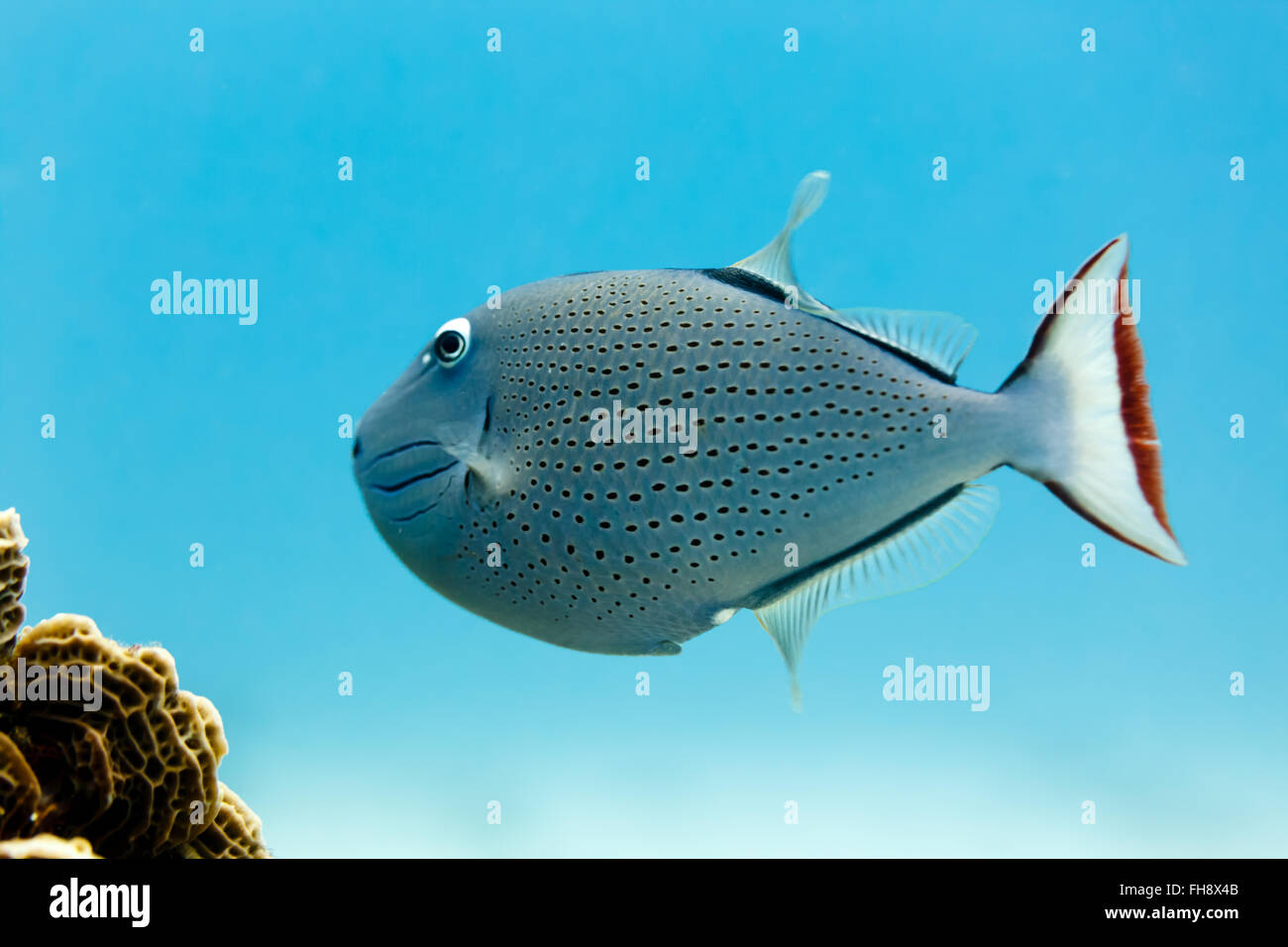 Sargassum Triggerfish xanthichthys ringens swimming on coral reef Stock ...