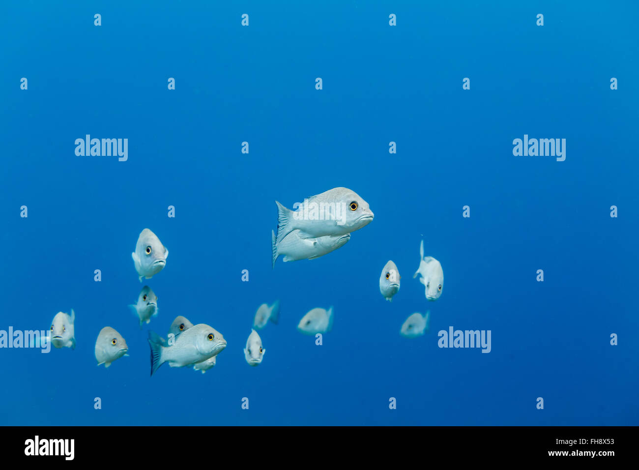 School of Gray Snapper, lutjanus griseus, swimming in blue water Stock ...