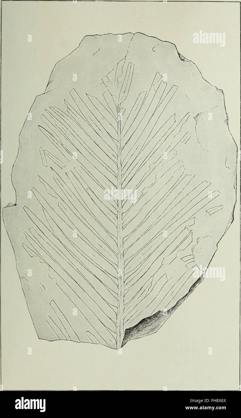 The 1898 annual report of the U.S. Geological Survey, detailing ...