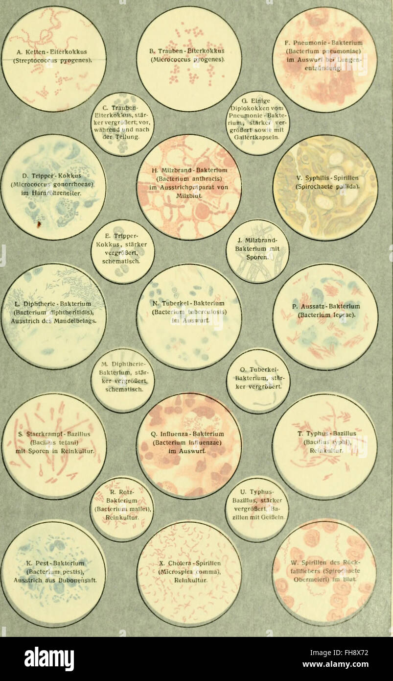 The plant world, a botanical reference published between 1913 and 1922 ...