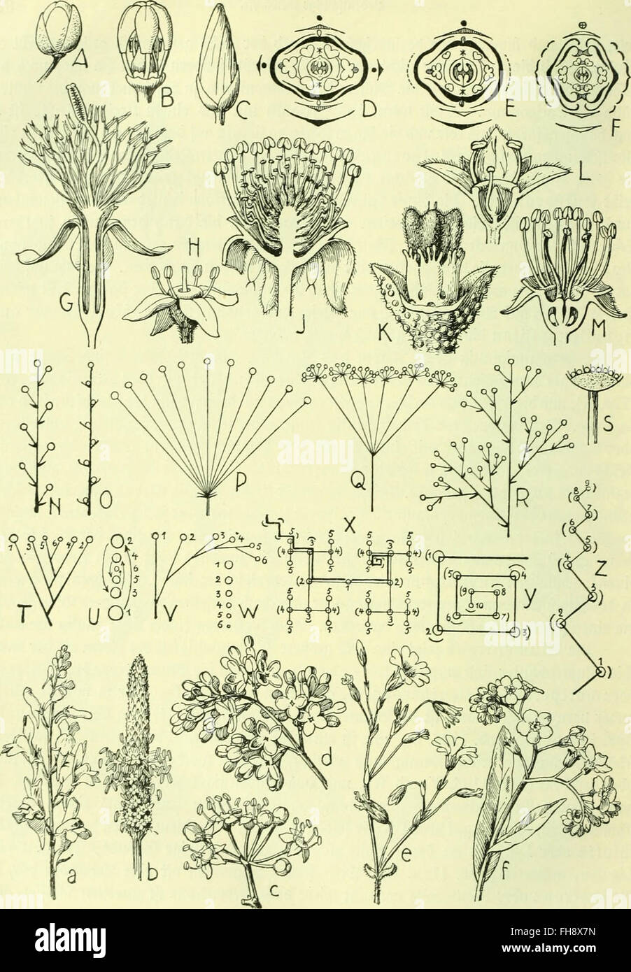 A German botanical work published between 1913 and 1922, focusing on ...