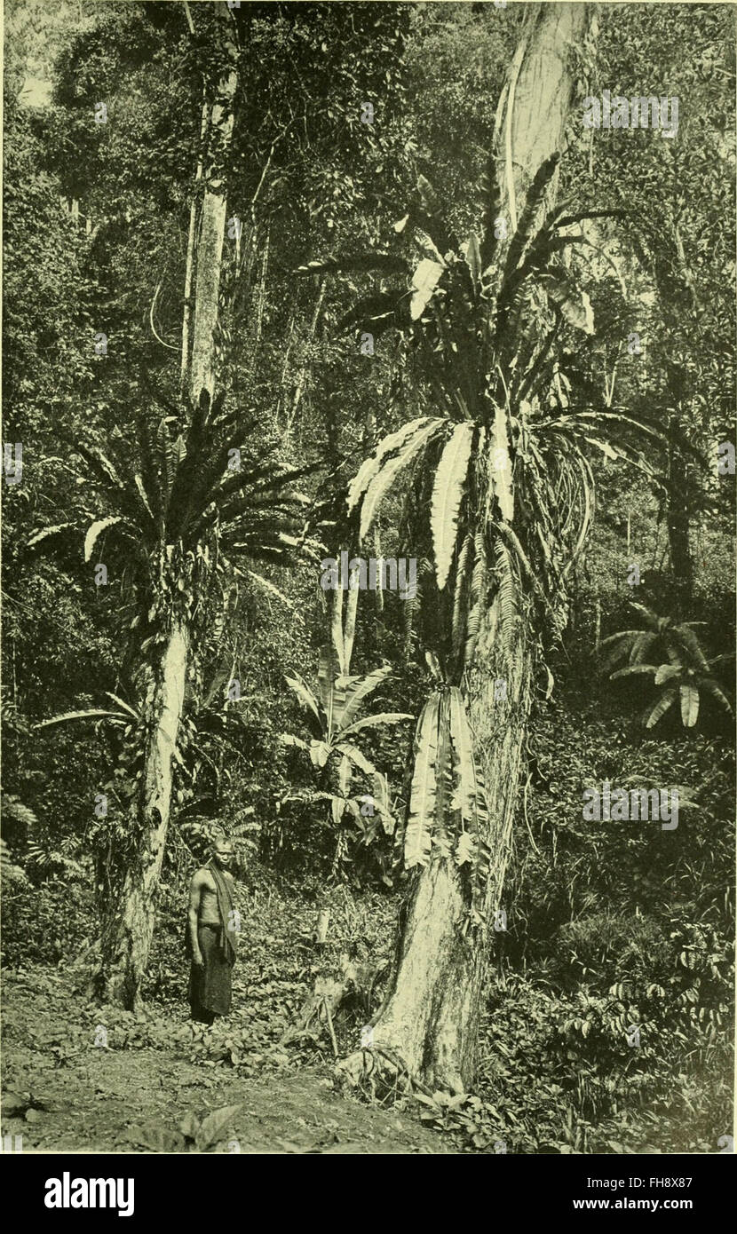 A botanical work spanning from 1913 to 1922, documenting plant species ...