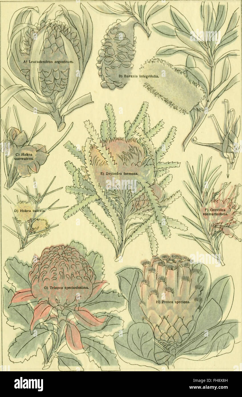 A botanical work from 1913-1922 documenting the plant life of a ...