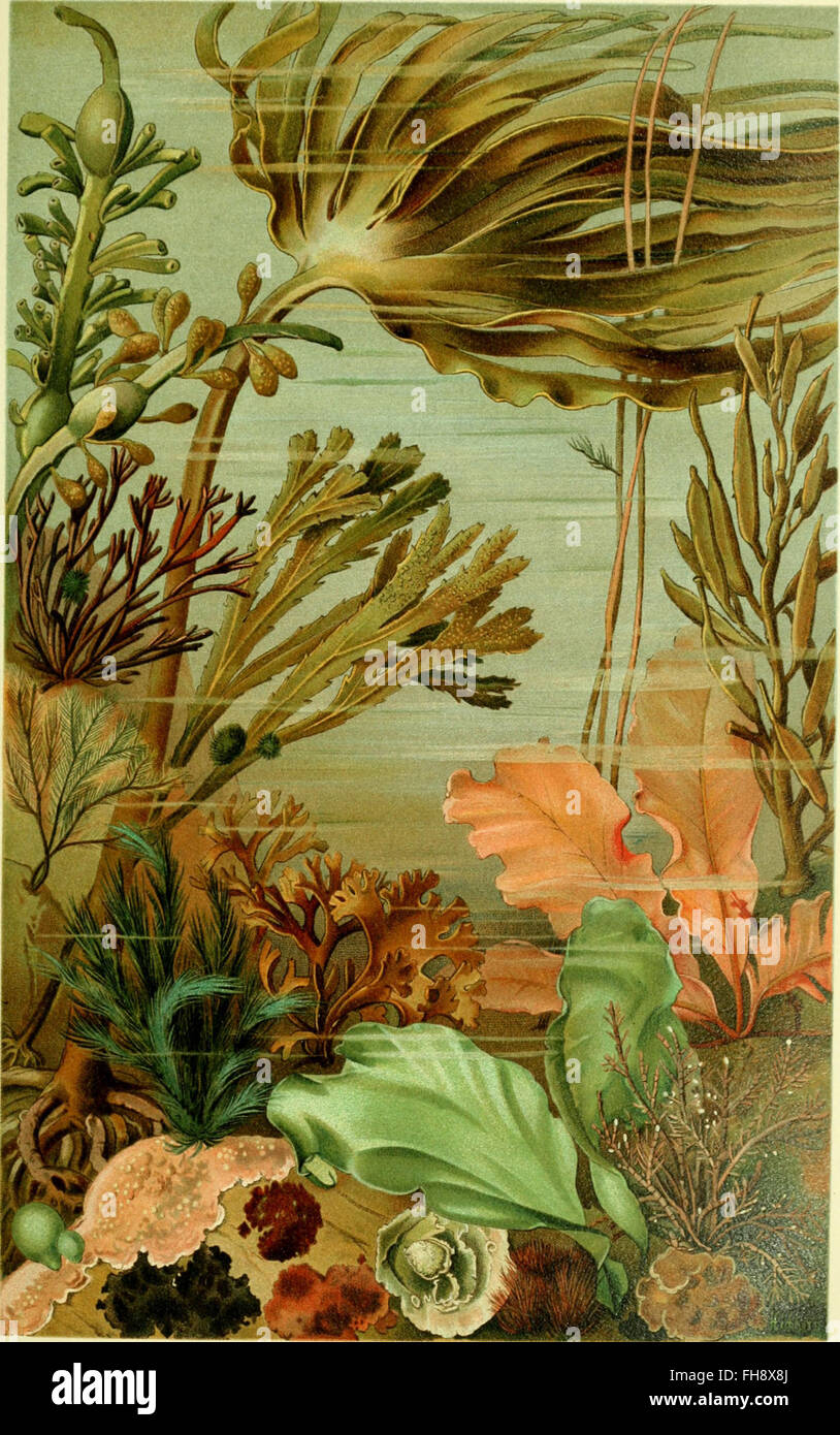 A comprehensive study of plant life in the early 20th century ...