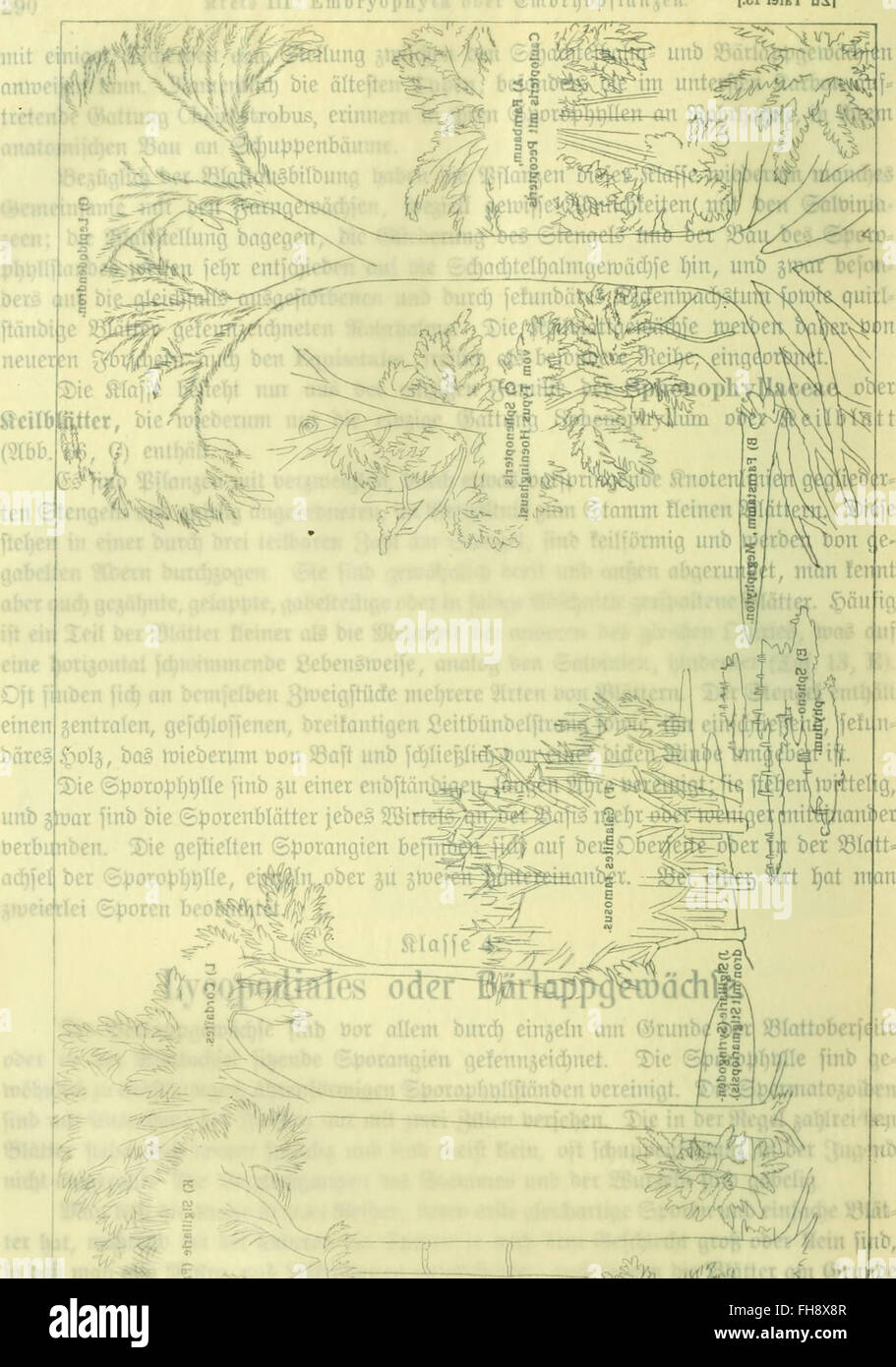 Die Pflanzenwelt, a comprehensive study of plant life published between ...