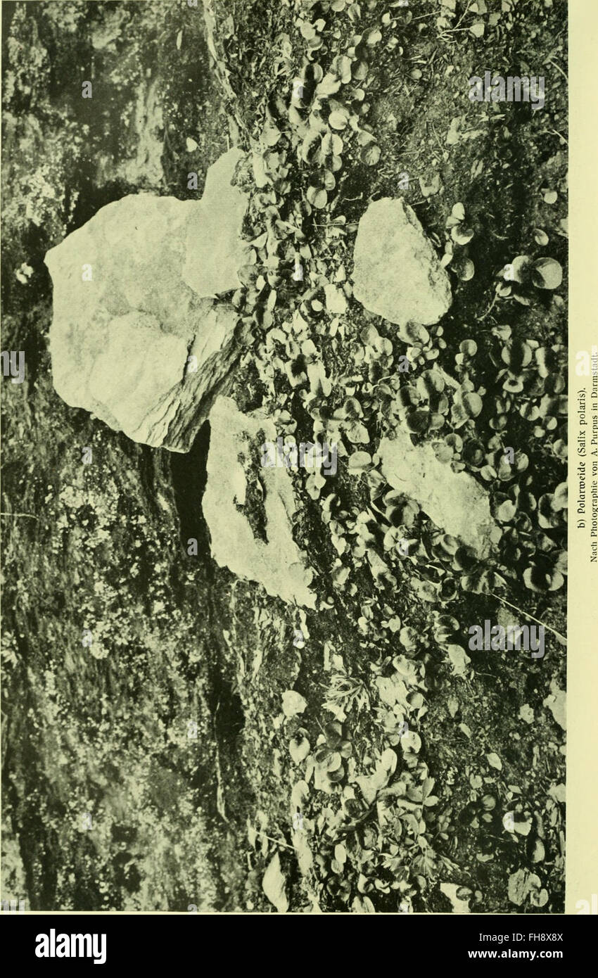 A botanical work from 1913-1922, documenting various plant species and ...