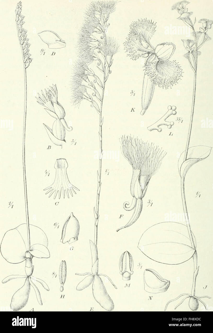 This 1910 work explores the plant life of Africa, with a focus on the ...