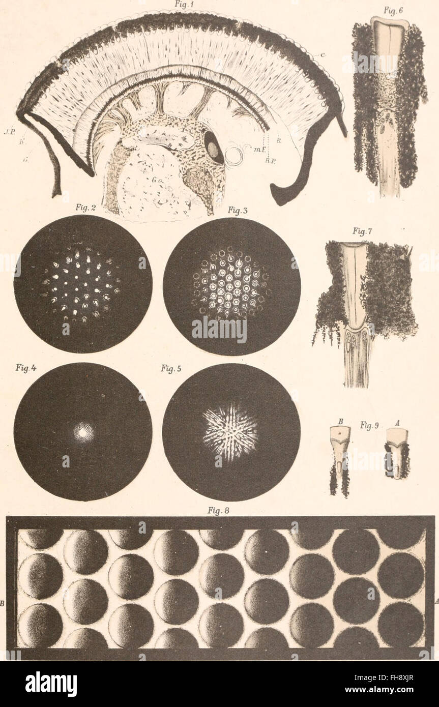 A 1891 study on the physiology of compound eyes in crustaceans and ...