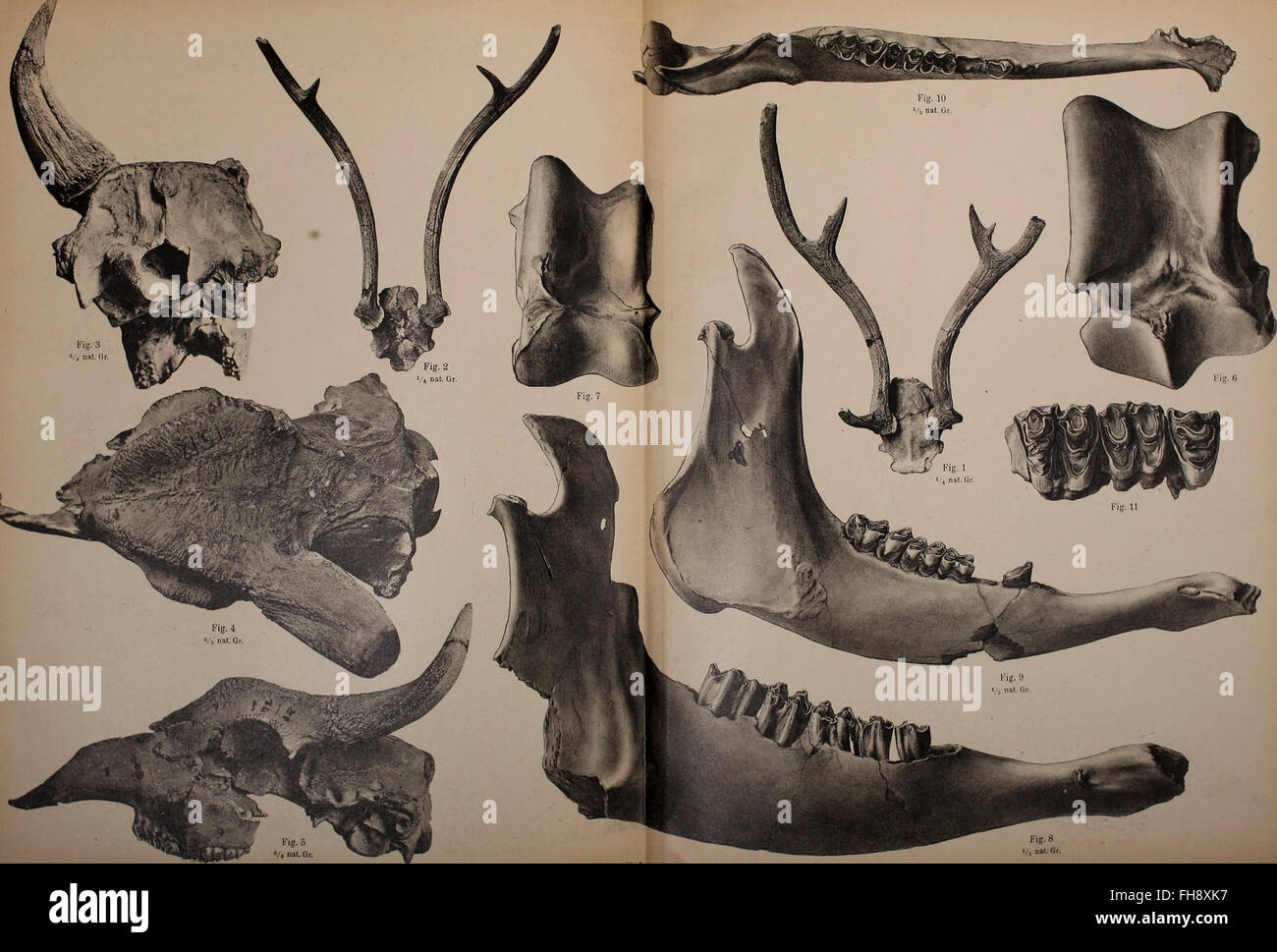 A study on the Pithecanthropus layers in Java, examining the geological ...