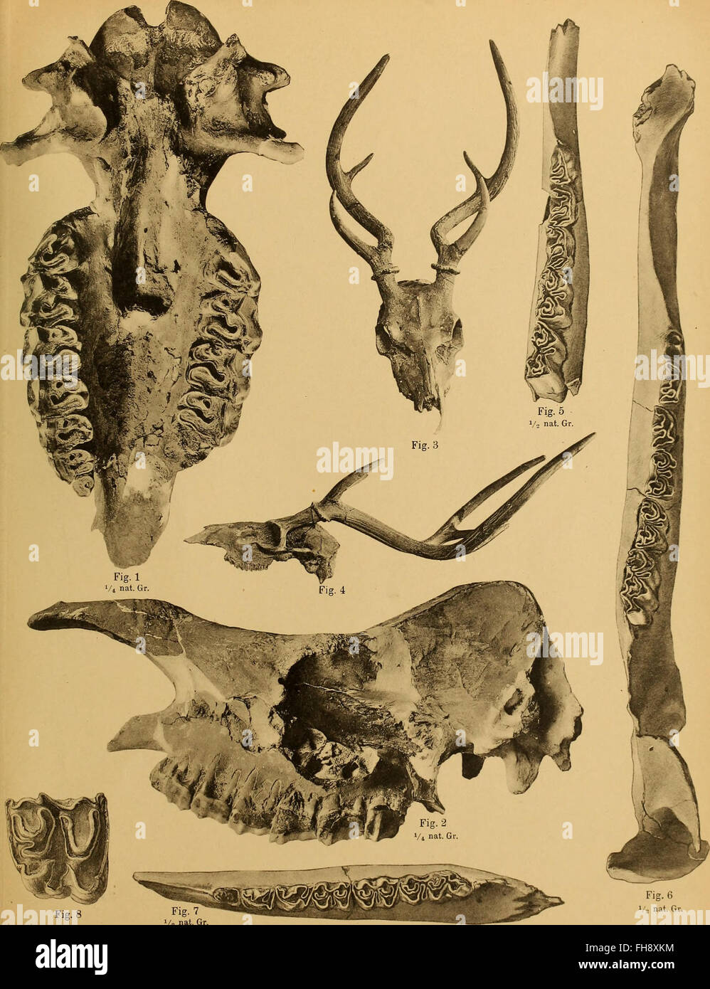 Die Pithecanthropus-Schichten auf Java, a study on the geological and ...