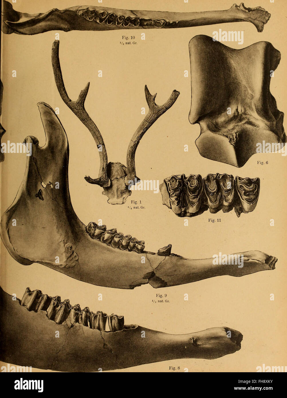 A geological and paleontological report on the Pithecanthropus layers ...